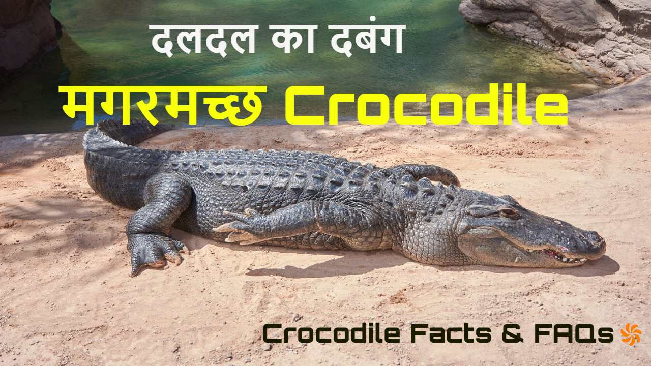 मगरमच्छ: खामोश शिकारी और उसके हैरान कर देने वाले तथ्य! Crocodile Facts